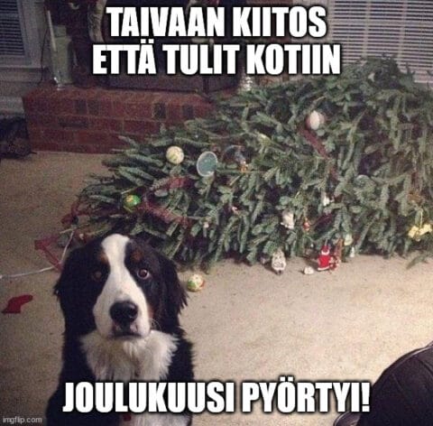 Hauskat meemit vuodelle 2025: parhaat meemit suomeksi!